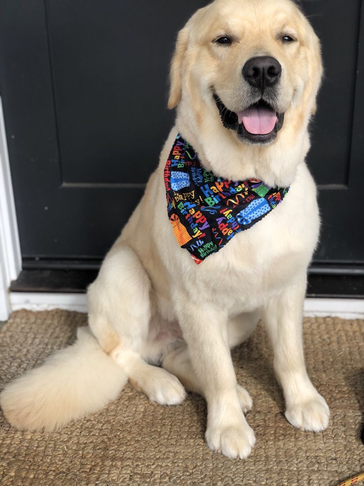 SUGAR PAWS PET SPA - Updated July 2025 - 75 Photos - Santa Rosa ...