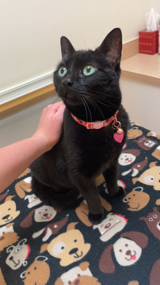 TUBERVILLE KIM DVM - Updated November 2025 - 7345 Davis Blvd, Naples ...