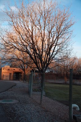 BACA’S TREES - Updated October 2025 - 45 Reviews - 7933 Edith Blvd NE ...