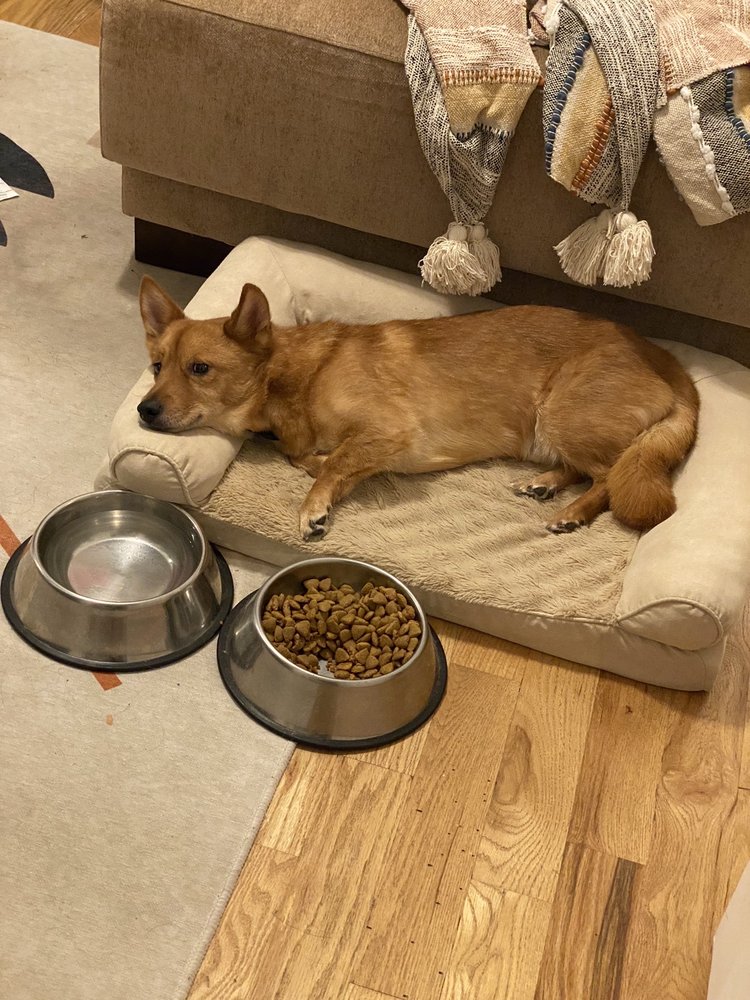 STRUTTING MUTTS - Updated September 2025 - 44 Photos & 49 Reviews - 624 ...