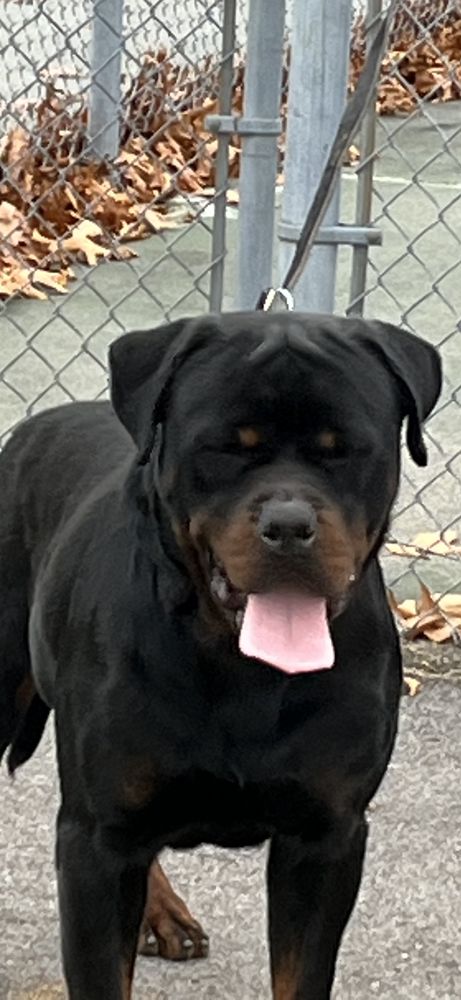 VON PARIS ROTTWEILERS - Updated October 2025 - 13 Photos - Johnston ...