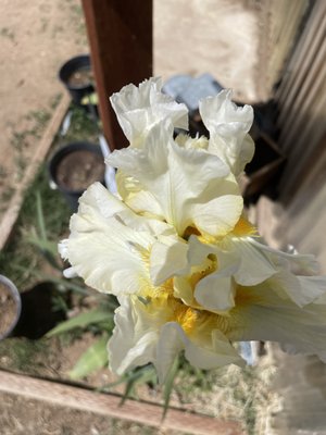 BLOOMER-RANG IRIS FARM - Updated September 2025 - 20 Photos - 9424 S ...