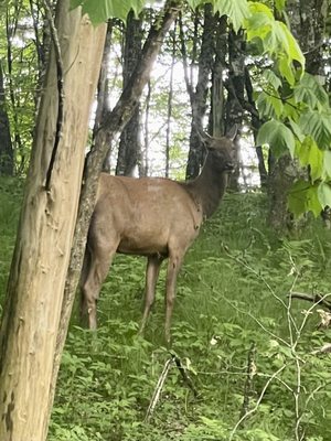 MILE HIGH CAMPGROUND - 4387 Wrights Creek Rd, Cherokee, North Carolina ...