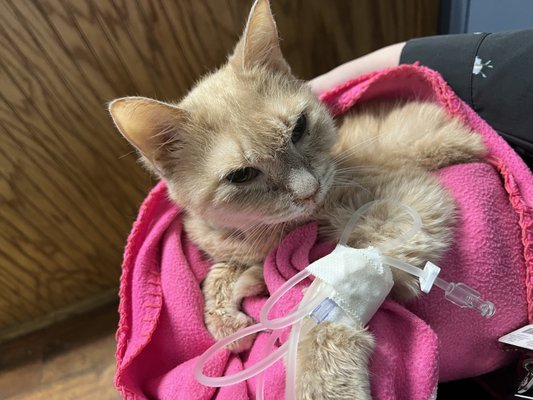 CEDAR ANIMAL HOSPITAL - Updated September 2025 - 44 Reviews - 150 Cedar ...