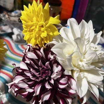 LANOHA NURSERIES - Updated December 2025 - 30 Photos & 51 Reviews ...