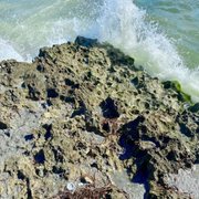 BLOWING ROCKS PRESERVE - 418 Photos & 85 Reviews - 574 S Beach Rd, Hobe ...