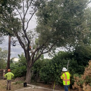 ASPLUNDH TREE EXPERT - 66 Photos & 68 Reviews - 708 Blair Mill Rd ...