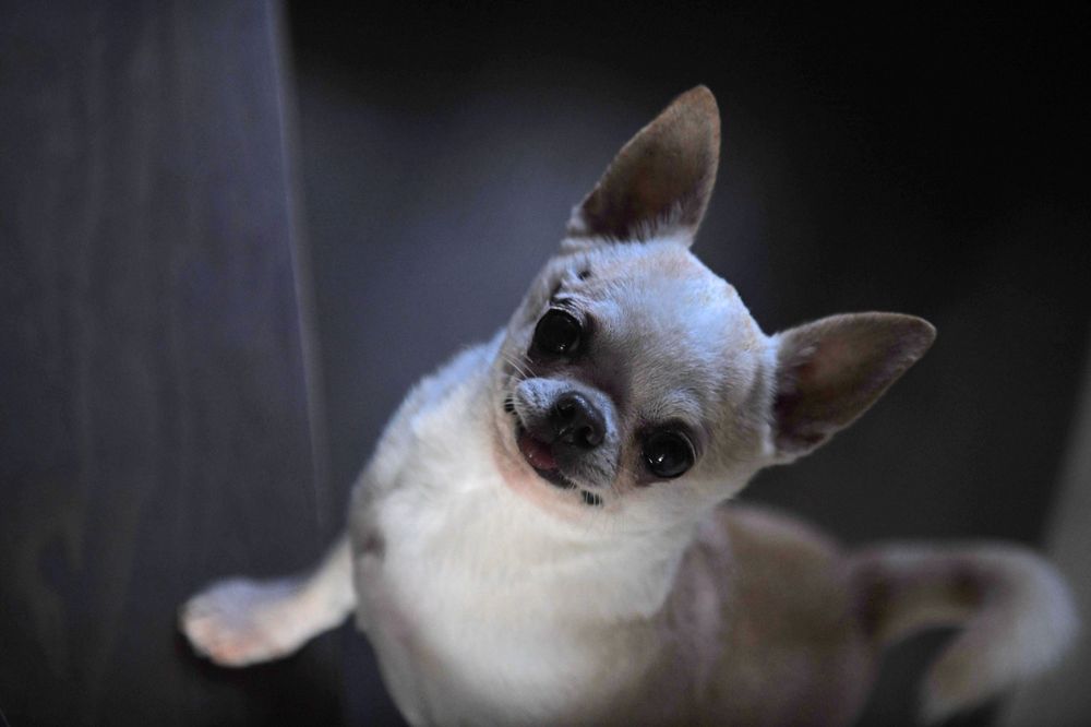 POSH PAWS PARLOR - Updated June 2025 - 26 Photos - 2332 Hollywood Blvd ...