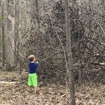 WHITNEY STATE FOREST - Updated December 2025 - 26 Photos - Lees Ridge ...