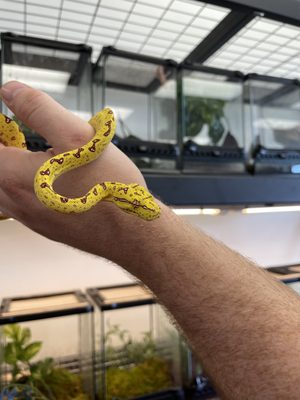 THE REPTILE STORE - Updated January 2025 - 31 Photos - 4804 E Chandler ...