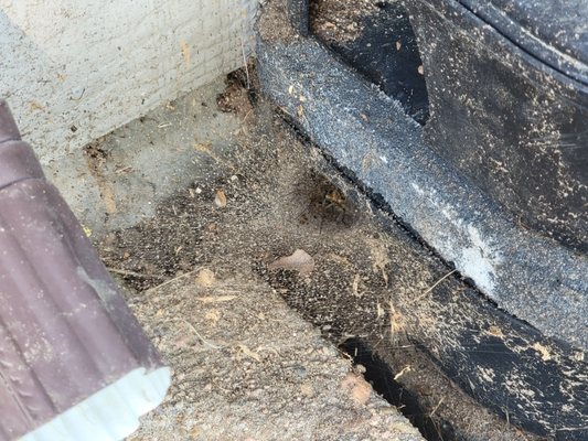 ECOSHIELD PEST SOLUTIONS - Updated September 2025 - 56 Photos & 370 ...