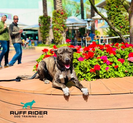 RUFF RIDER DOG TRAINING - Updated July 2025 - Phoenix, Arizona - Pet ...