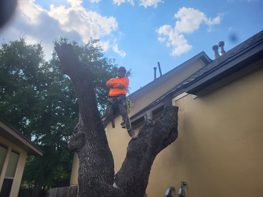 MAUS TREE SERVICE - Updated January 2025 - San Antonio, Texas - Tree ...
