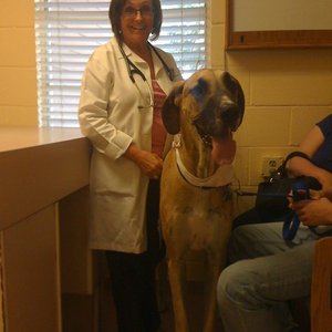 SACHSE VETERINARY HOSPITAL - 21 Reviews - Veterinarians - 4730 Ranch Rd ...