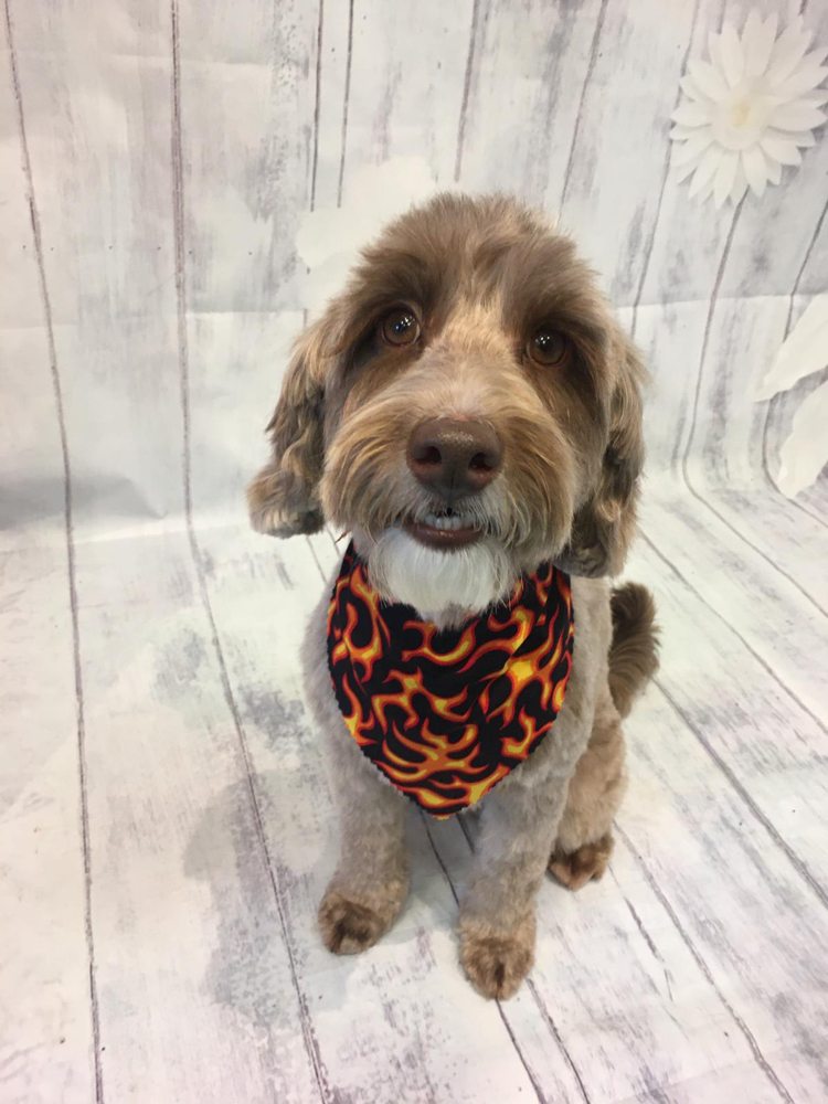 LUSH DOGS - Updated July 2025 - Request an Appointment - 25 Photos ...