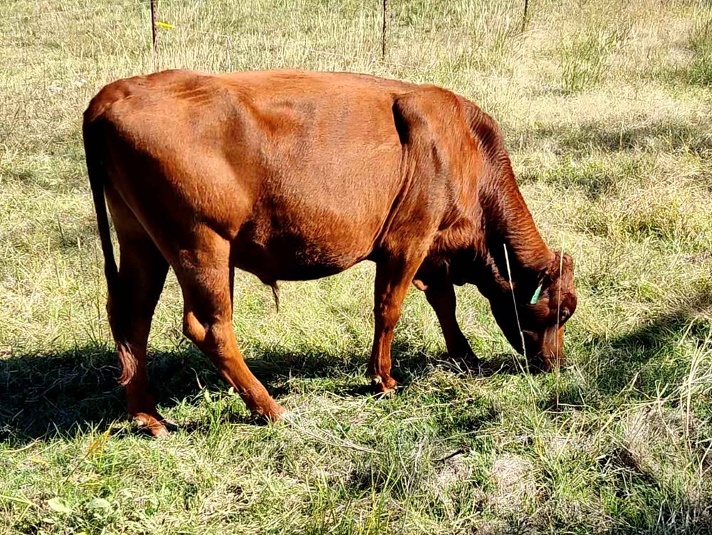 SOLAR COWS AT WHITE HORSE RANCH - Updated August 2025 - 351 Fm 1467 S ...