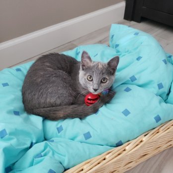 FLORIDA HUMANE SOCIETY - Updated June 2024 - 41 Photos & 49 Reviews ...