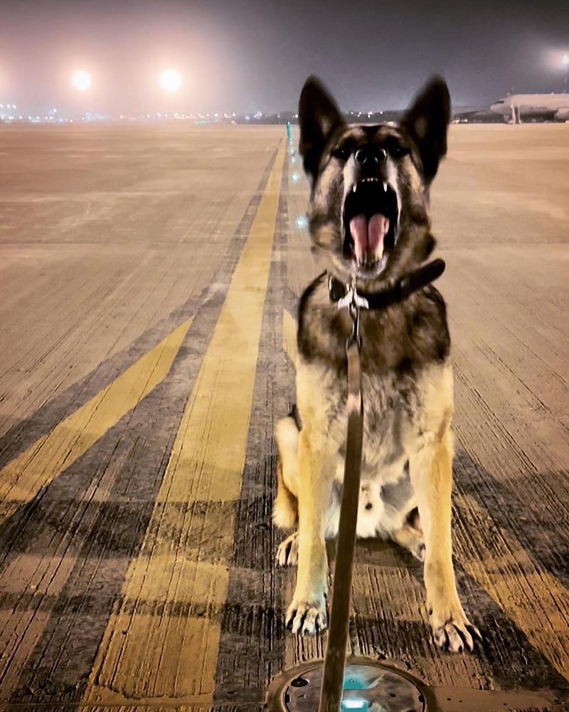 USA CANINE HANDLERS - Updated August 2025 - Havelock, North Carolina ...