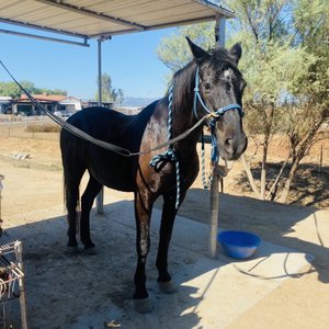 SUSIE Q RANCH - 192 Photos & 154 Reviews - 28330 Mary Pl, Murrieta, CA ...