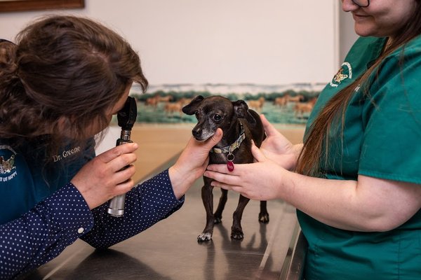 CORNERSTONE VETERINARY HOSPITAL - Updated September 2025 - 26 Reviews ...