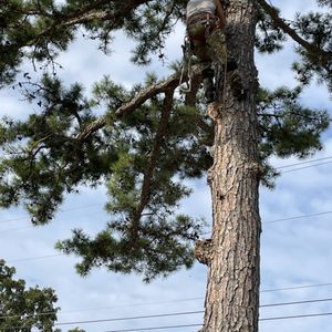 THE DAVEY TREE EXPERT COMPANY - Updated August 2025 - 14 Photos & 30 ...