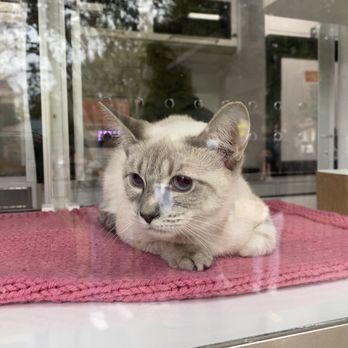 ASPCA ADOPTION CENTER - Updated October 2025 - 227 Photos & 278 Reviews ...