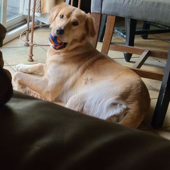 CRITTERS WITHOUT LITTERS - Updated January 2026 - 63 Photos & 132 ...