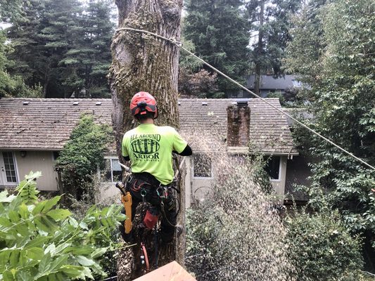 ALL AROUND ARBOR TREE SERVICE - Updated October 2025 - 73 Photos & 187 ...