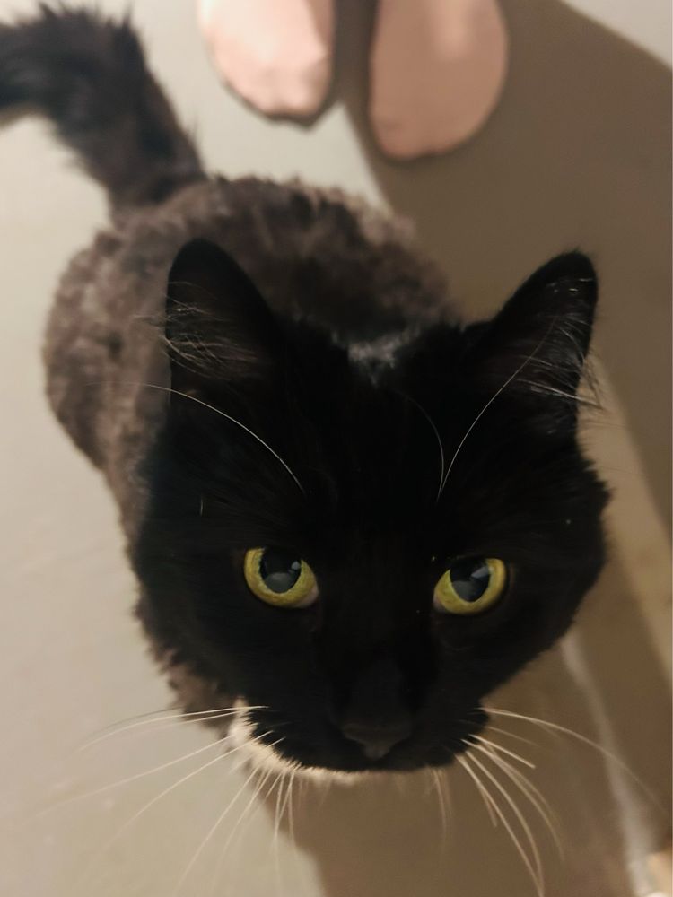 THE NOBLE DOG - Updated December 2025 - 19 Photos - 180 Route 108 ...