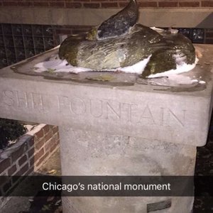 SHIT FOUNTAIN - 61 Photos & 62 Reviews - 1001 N Wolcott Ave, Chicago ...