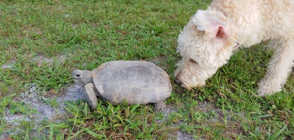 BECK RANCH PARK DOG PARK - Updated October 2025 - 18 Photos - SR-415 ...