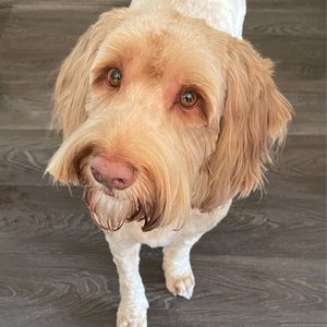 ELIZABETH’S GROOMING - 79 Photos - Pet Groomers - 7560 Grant Pl, Arvada ...