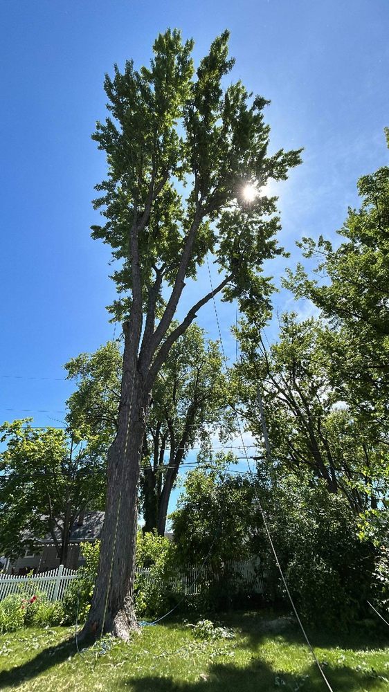 GEO TREE SERVICE - Updated July 2025 - 28 Photos - 3644 Lincoln St NE ...