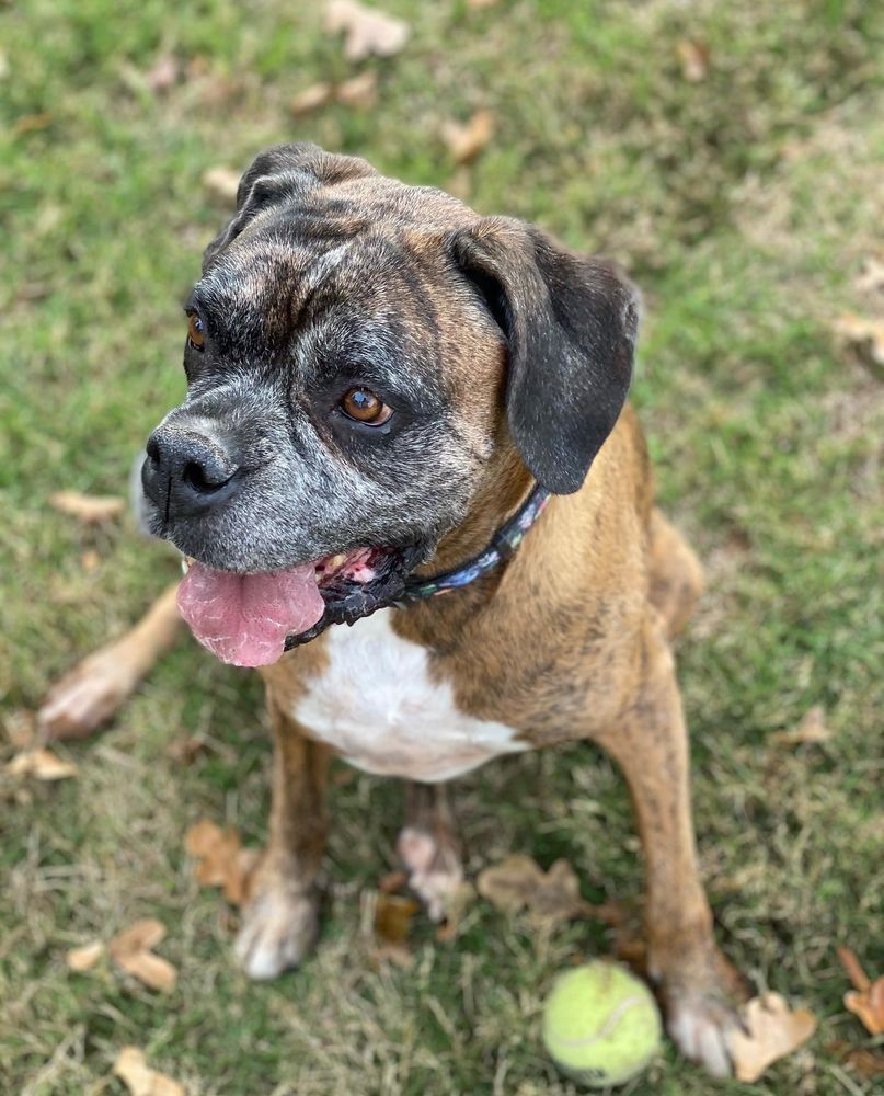 NEEL VETERINARY HOSPITAL - Updated August 2025 - 54 Photos & 249 ...