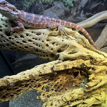 PREDATOR’S REPTILE CENTER - Updated October 2025 - 74 Photos & 147 ...