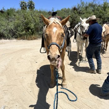 SMOKE TREE STABLES - Updated December 2025 - 359 Photos & 325 Reviews ...