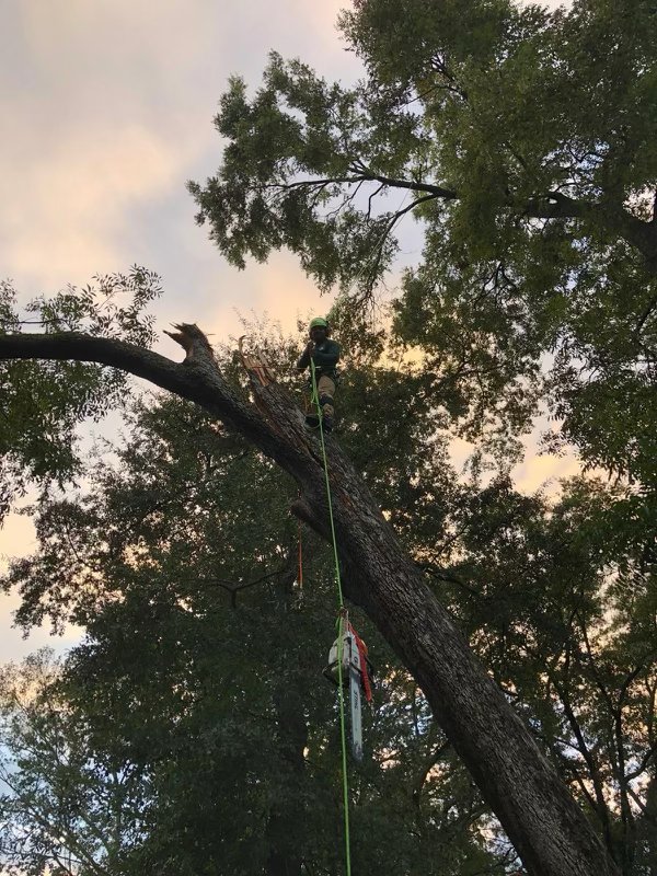 CAM TREE SERVICES - Updated August 2025 - Request a Quote - Sandy ...