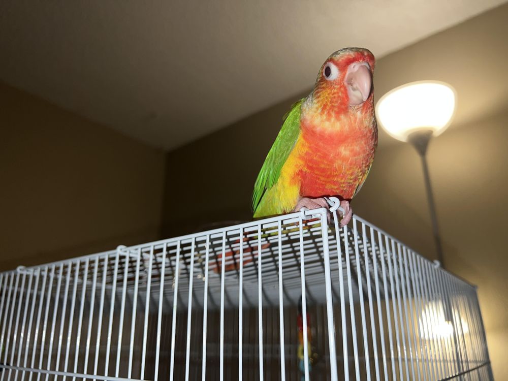 BEST BEAKS - Updated January 2026 - Longmont, Colorado - Pet Breeders ...