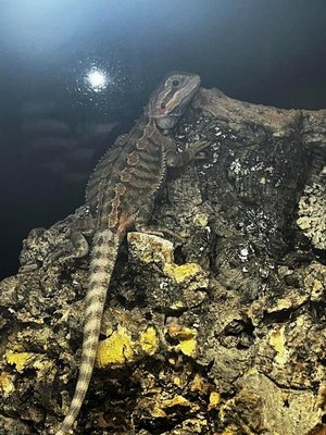 ANIMAL HOUSE - Updated November 2025 - 21 Photos & 12 Reviews - 2934 ...