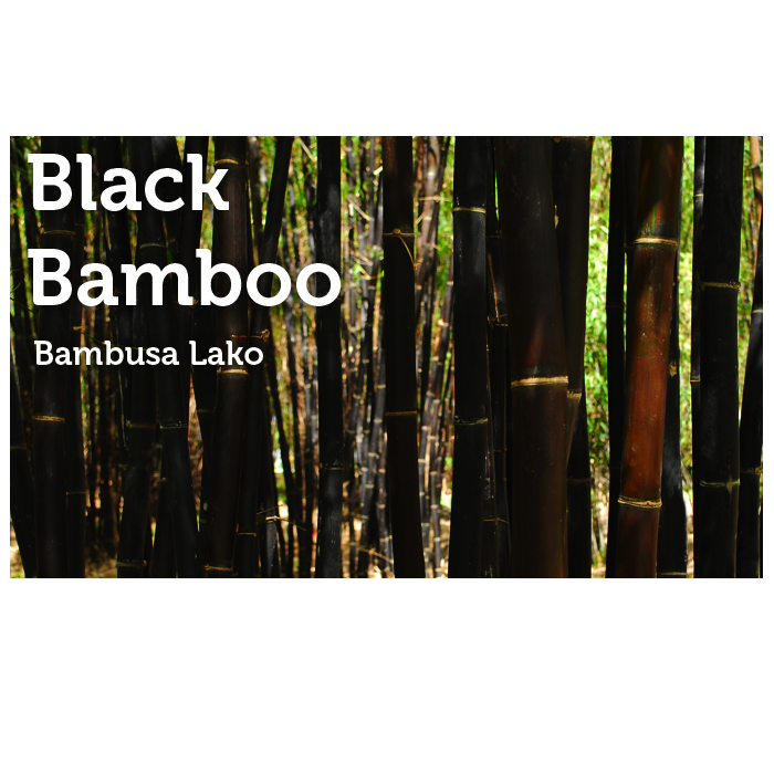 PELTONS BAMBOO - 16 Photos & 10 Reviews - Nurseries & Gardening - 13831 ...