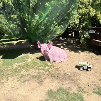 AMADIO RANCH FARM STORE - Updated October 2024 - 213 Photos & 140 ...