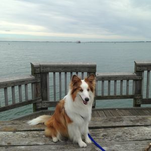 GROESBECK ANIMAL HOSPITAL - Updated June 2025 - 25 Photos & 26 Reviews ...