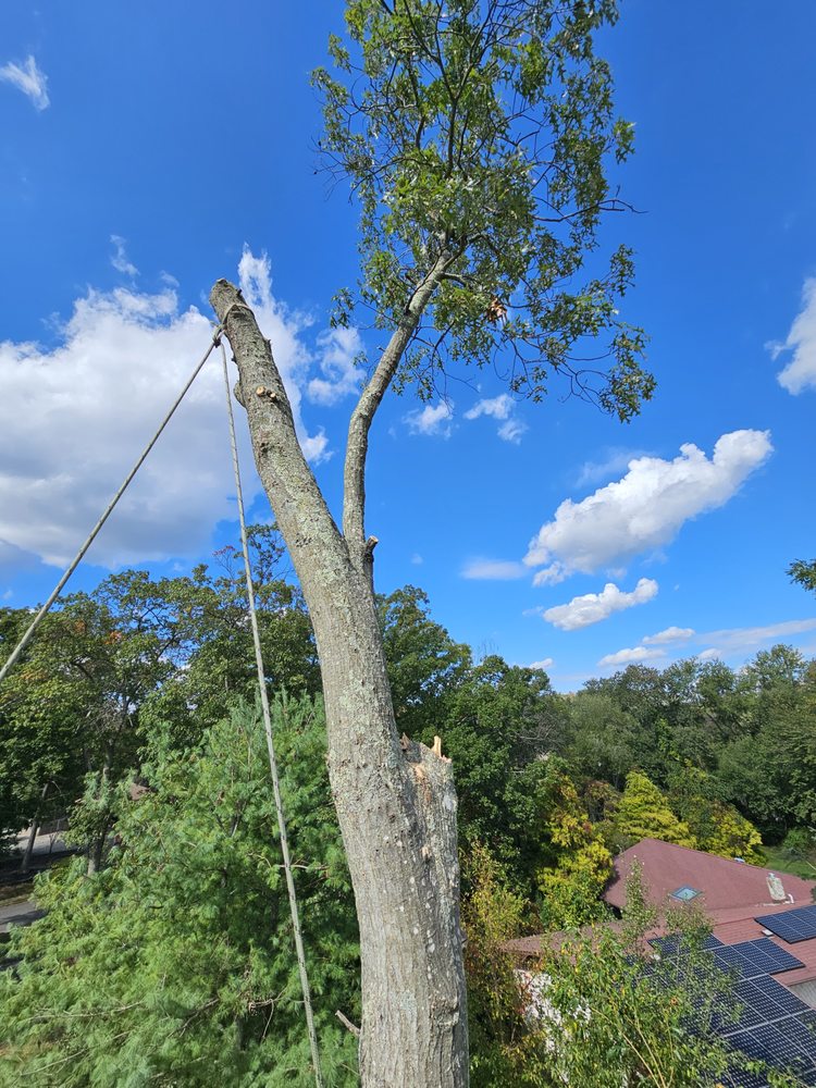 ALBERT TREE SERVICES & LANDSCAPING - Updated July 2025 - Request a ...