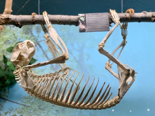 SKELETONS MUSEUM OF OSTEOLOGY - 475 Photos & 139 Reviews - 10301 S ...