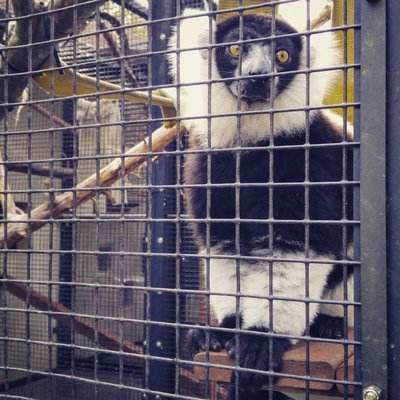 DUKE UNIVERSITY LEMUR CENTER - 157 Photos & 66 Reviews - Zoos - 3705 ...
