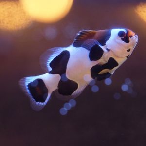 CAPITAL EXOTIC FISH - 3404 Idaho Ave NW, Washington, District of ...