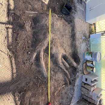 SAM THE TREE GUY - Updated September 2025 - 24 Photos & 21 Reviews ...