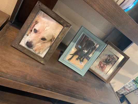 NOT JUST 4 PAWS ANIMAL HOSPITAL - 33 Photos & 150 Reviews - 31564 ...