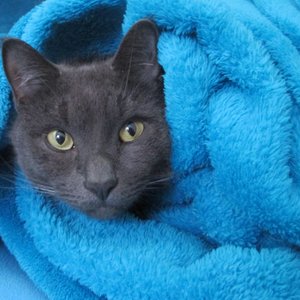 WALBERT ANIMAL HOSPITAL - Updated August 2024 - 30 Photos & 11 Reviews ...