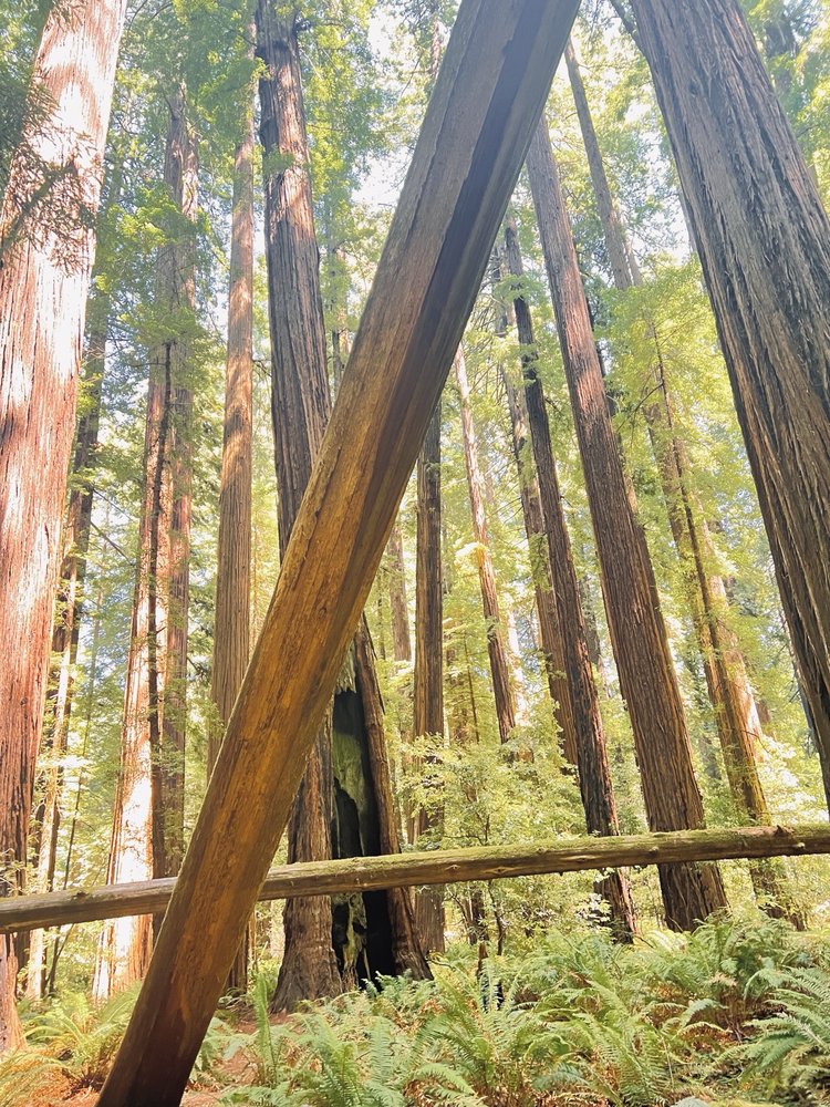 CHEATHAM GROVE - Updated April 2025 - Carlotta, California - Hiking - Yelp